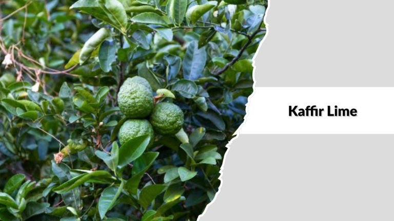 13 Types of Lime Tree: Species, Identification with Picture
