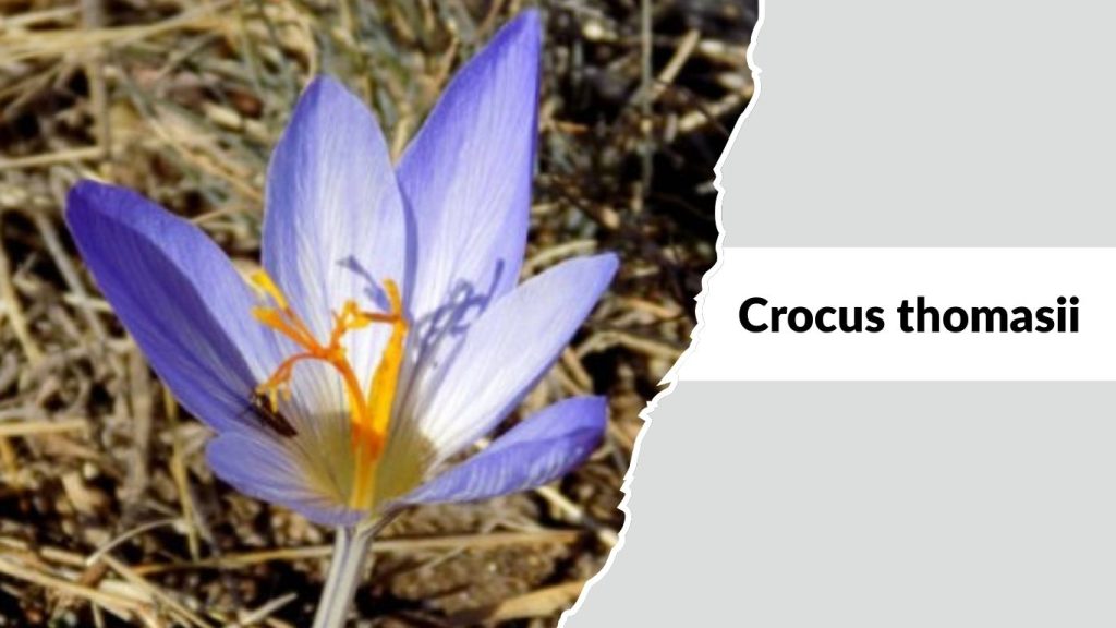 25 Types of Saffron Flowers (Crocus Species Names & Guide)