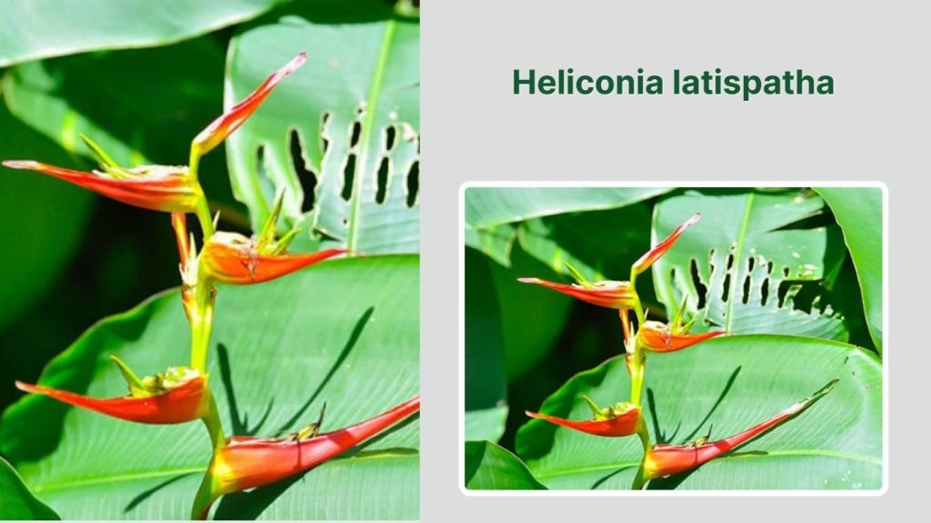 15 Types of Heliconia Flowers: Different Species Identification with ...