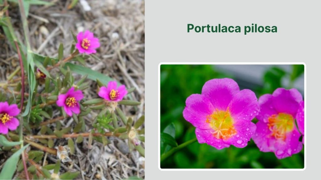 21 Types of Portulaca: Identification with Picture