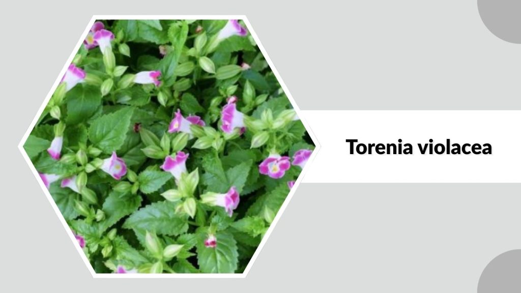 12 Types of Torenia: Identification with Picture