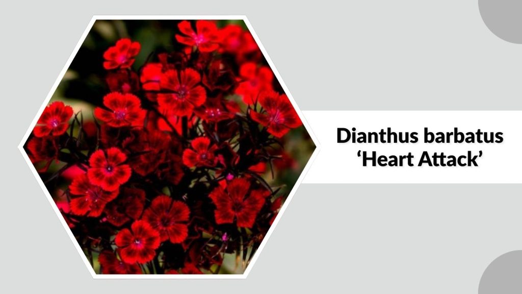 15 Types of Sweet William Flowers: Species Identification with Pictures