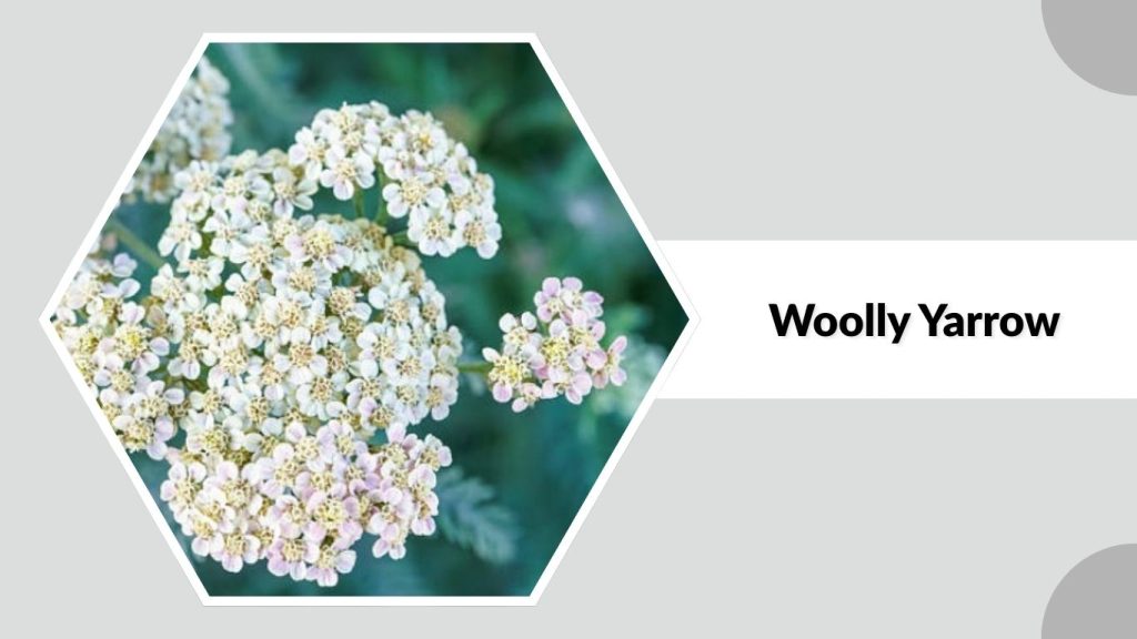 20 Types of Yarrow Flowers: Different Plant Identification with Pictures