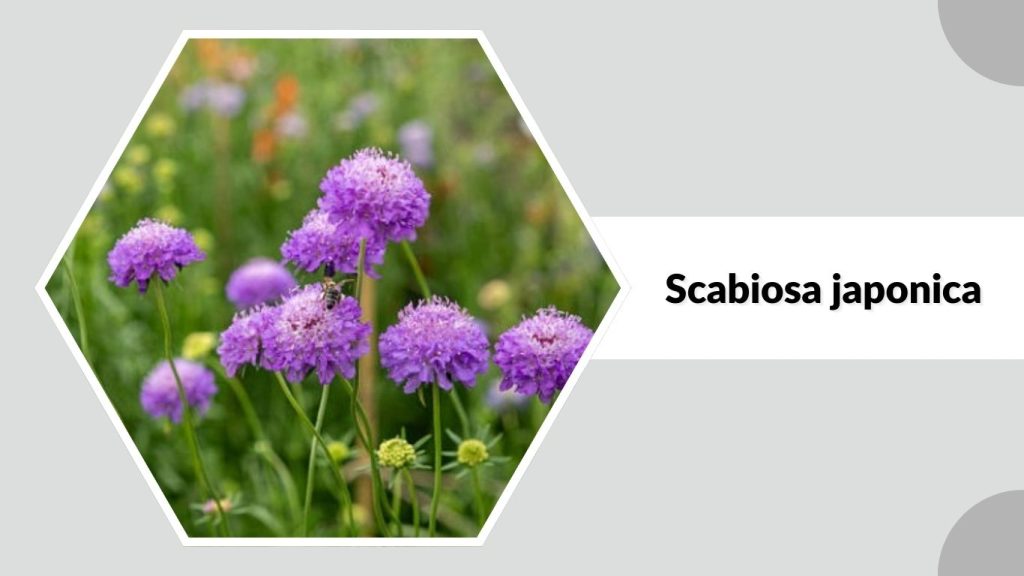 25 Common Types of Scabiosa Flower: Identification with Picture