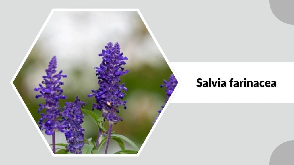25 Common Types of Salvia Flower: Identification with Plant Pictures