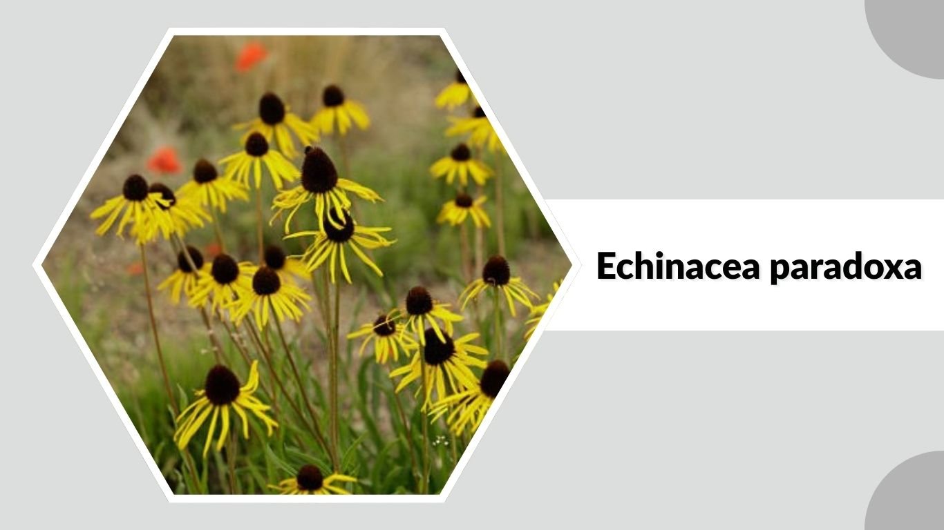 9 Types of Coneflower (Echinacea): Identification with Pictures