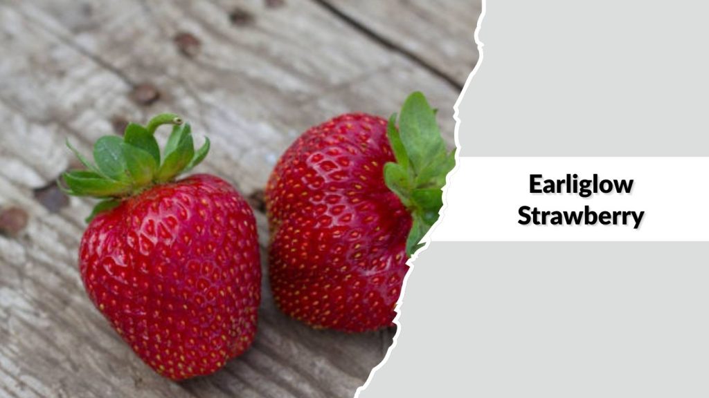 15 Types of Strawberry: Identification with Pictures