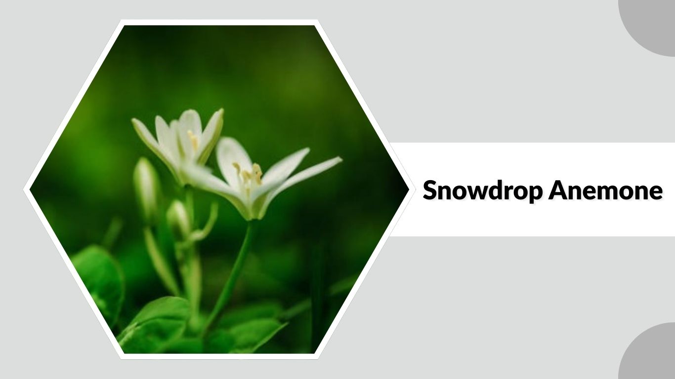 27 Common Types of Anemone Flower: Identification With Pictures