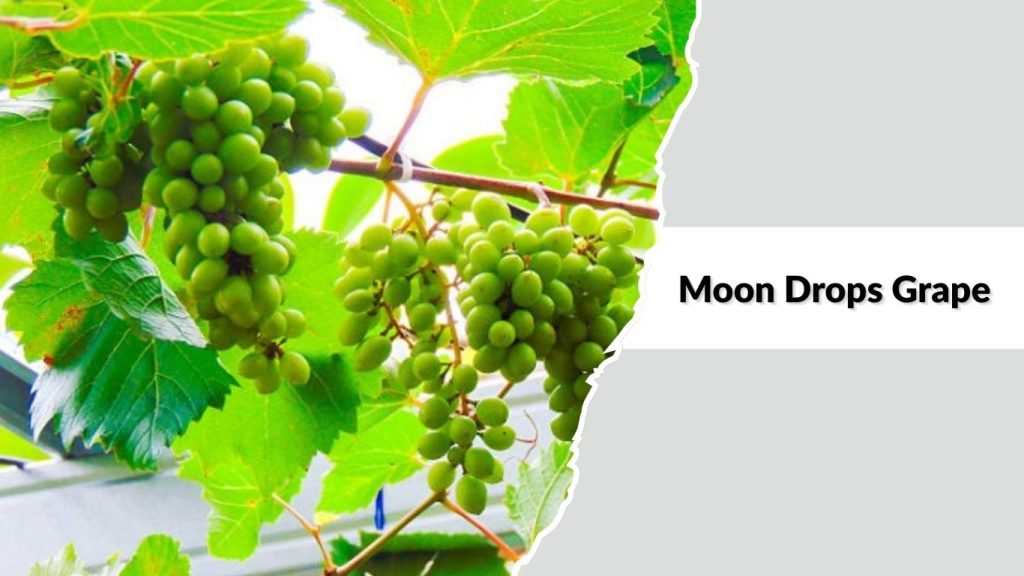 25 Common Types of Grape Tree: Identification with Pictures
