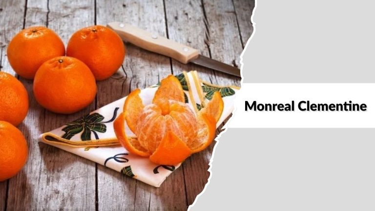 15 Types of Clementine Fruit: Species, Identification with Picture