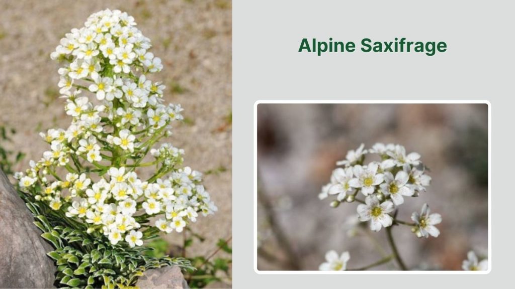 12 Types of Saxifrage: Identification with Picture