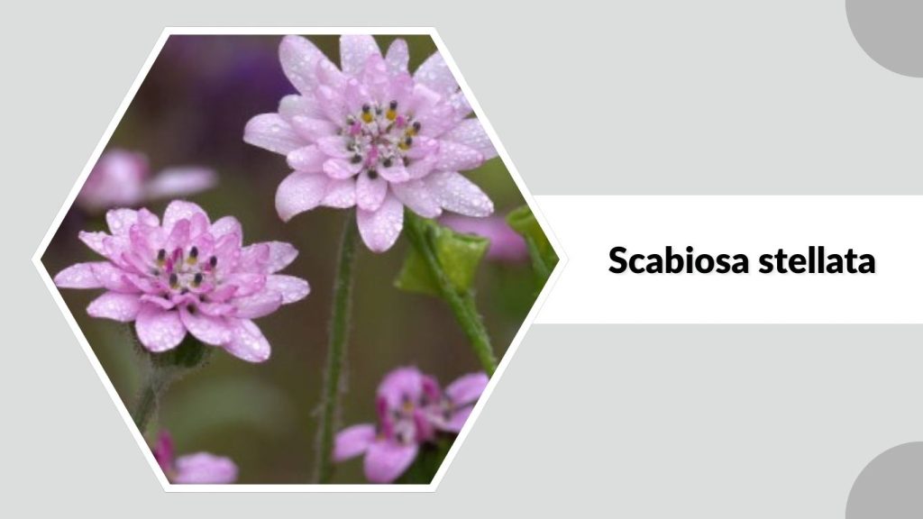 25 Common Types of Scabiosa Flower: Identification with Picture