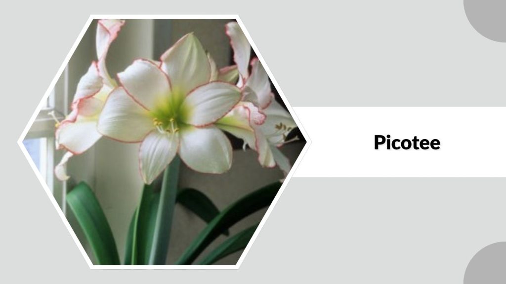 20 Common Types of Amaryllis Flower: Identification with Pictures
