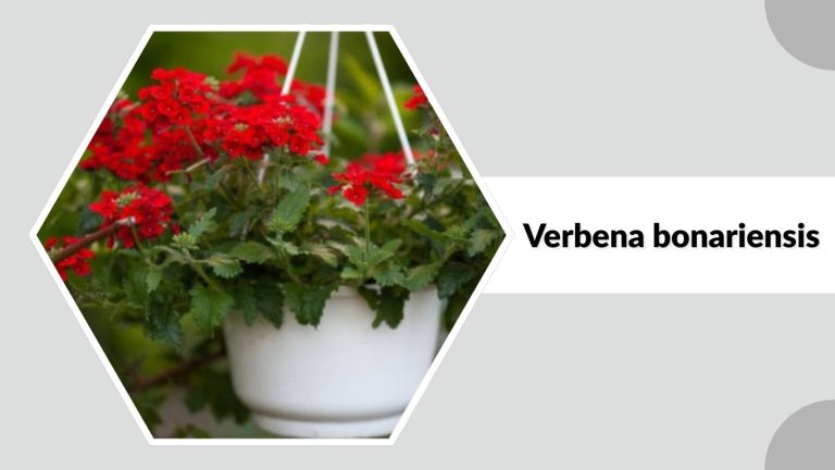 25 Types of Verbena Flower: Species Identification with Pictures