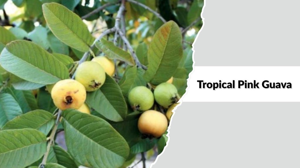 23 Types of Guava Tree: Identification with Pictures