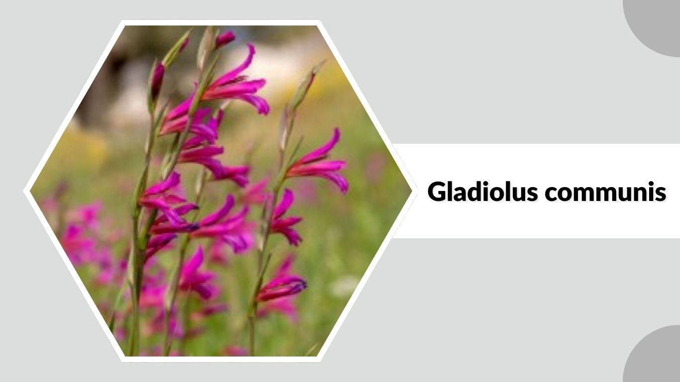 25 Types of Gladiolus Flower: Species Identification With Pictures