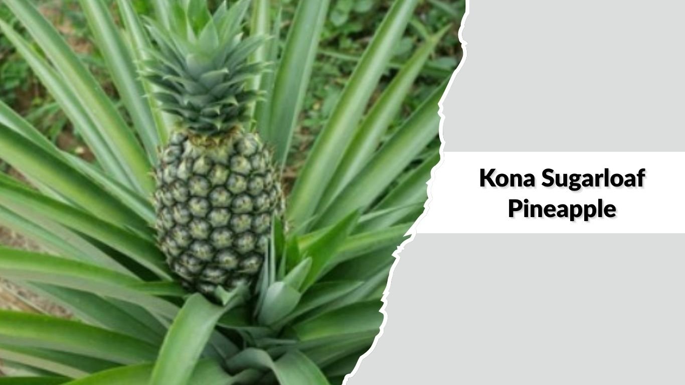20 Common Types of Pineapple Tree: Identification with Pictures