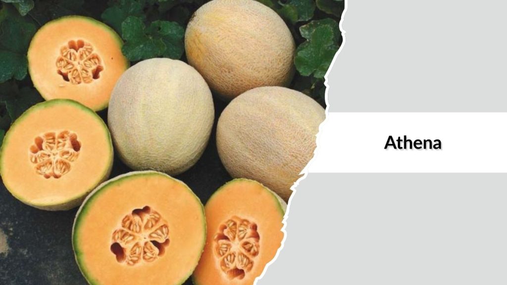 21 Types of Cantaloupe: Identification with Pictures