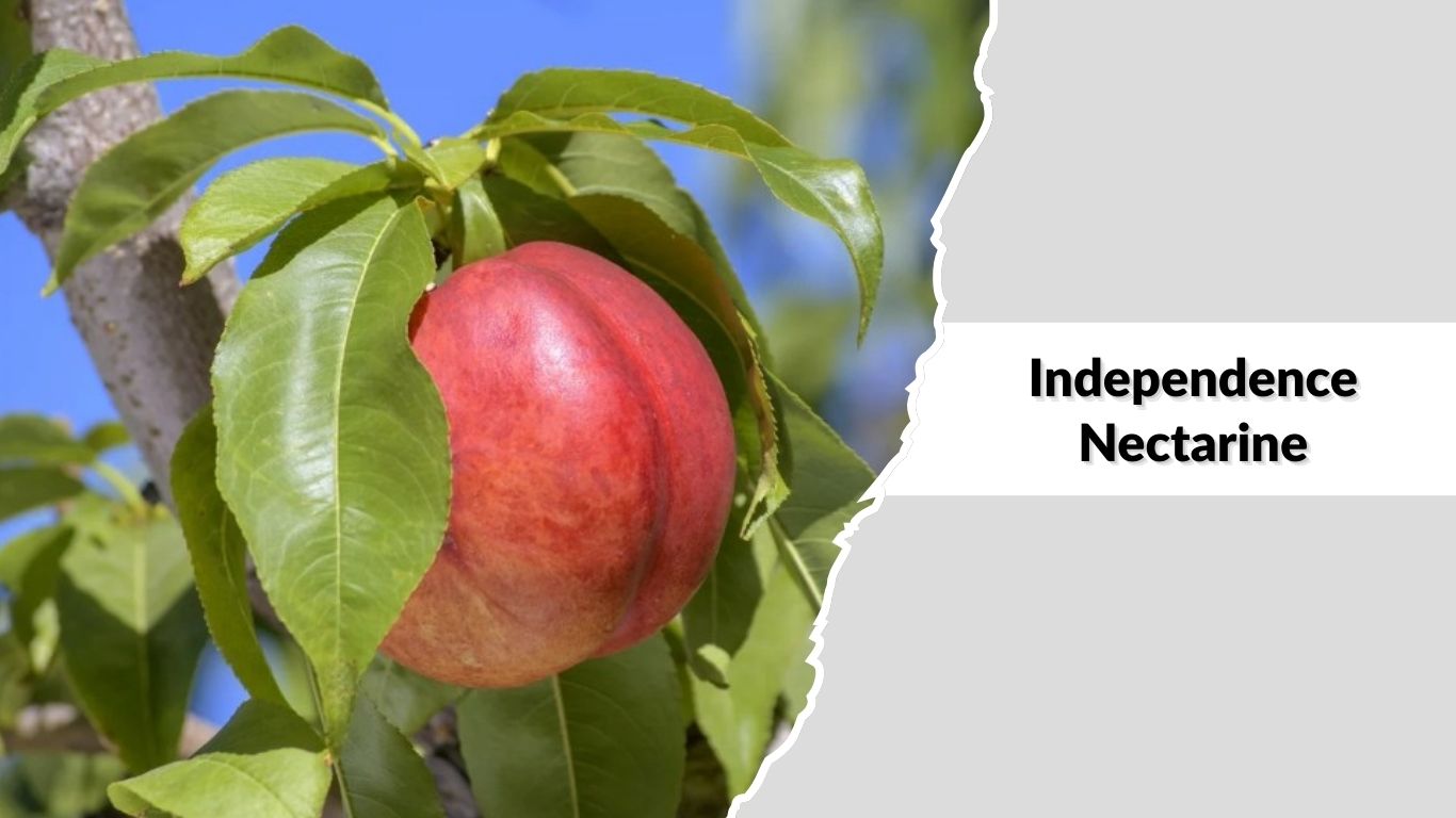 20 Types of Nectarine Fruit: Identification with Pictures