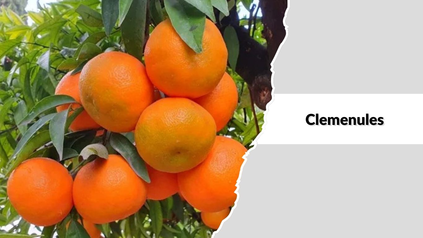 15 Types of Clementine Fruit: Species, Identification with Picture