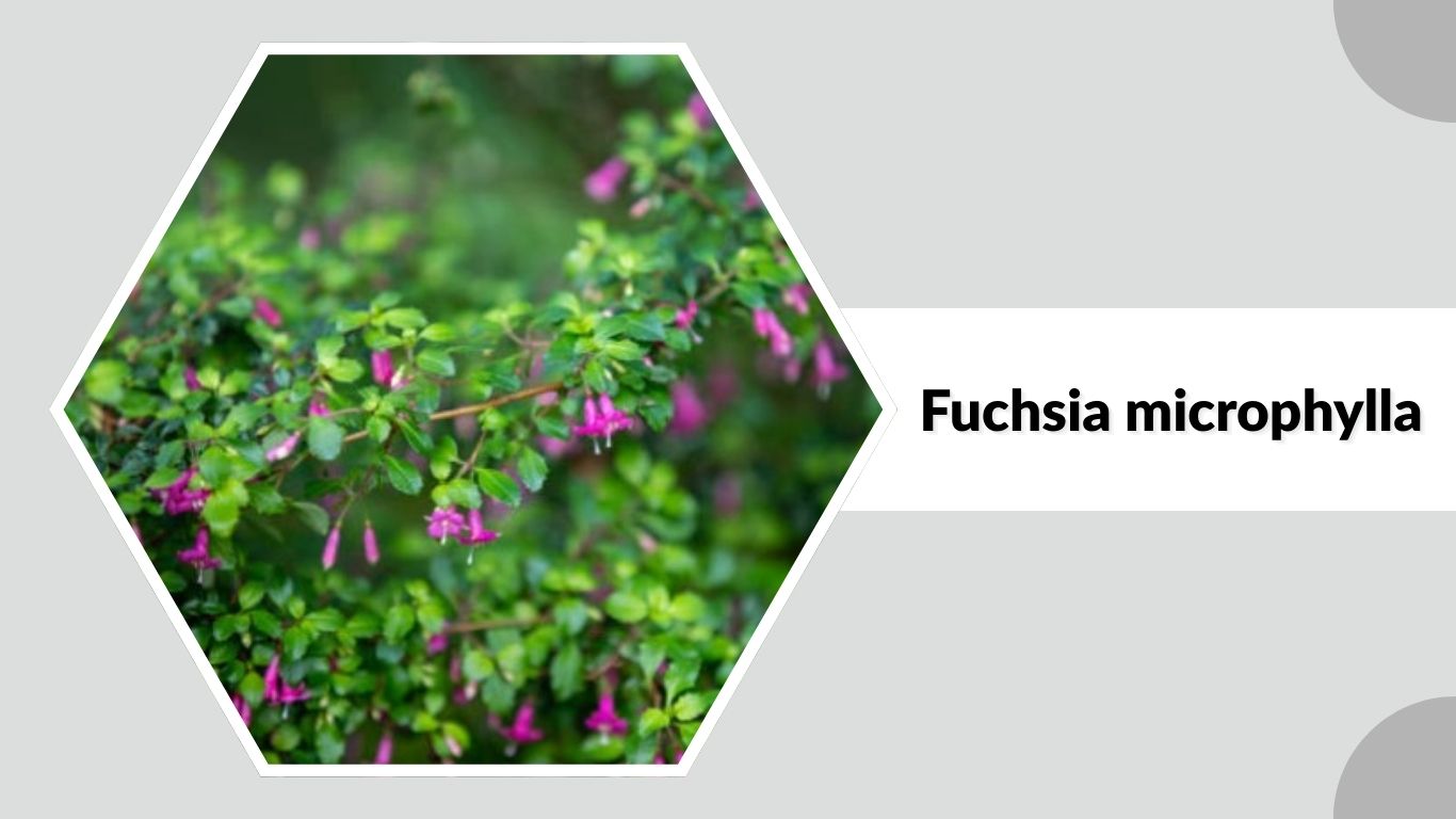 26 Common Types of Fuchsia Flowers: Identification with Pictures