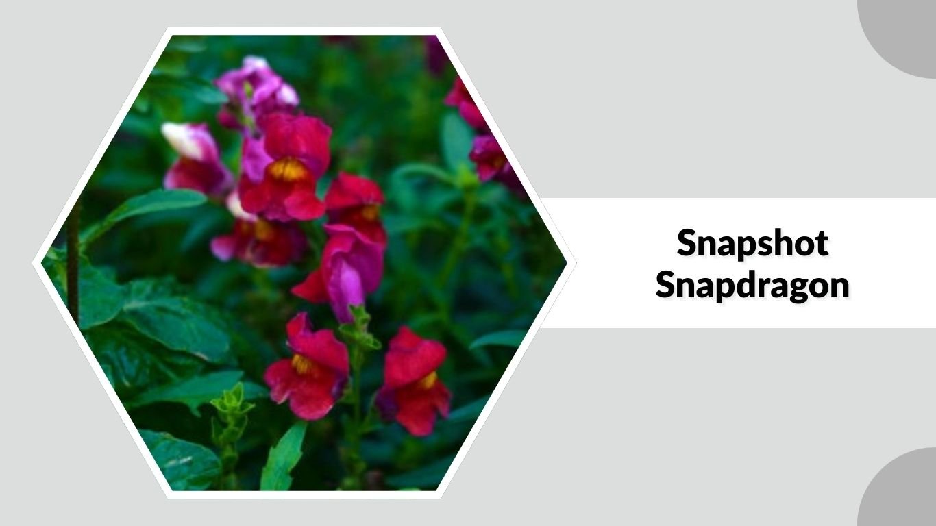 20 Types of Snapdragon Flower: Identification with Pictures