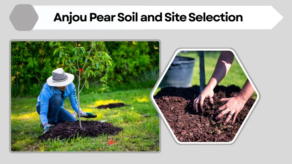 Anjou Pear: How to Grow, Care, Season, Color & Identification