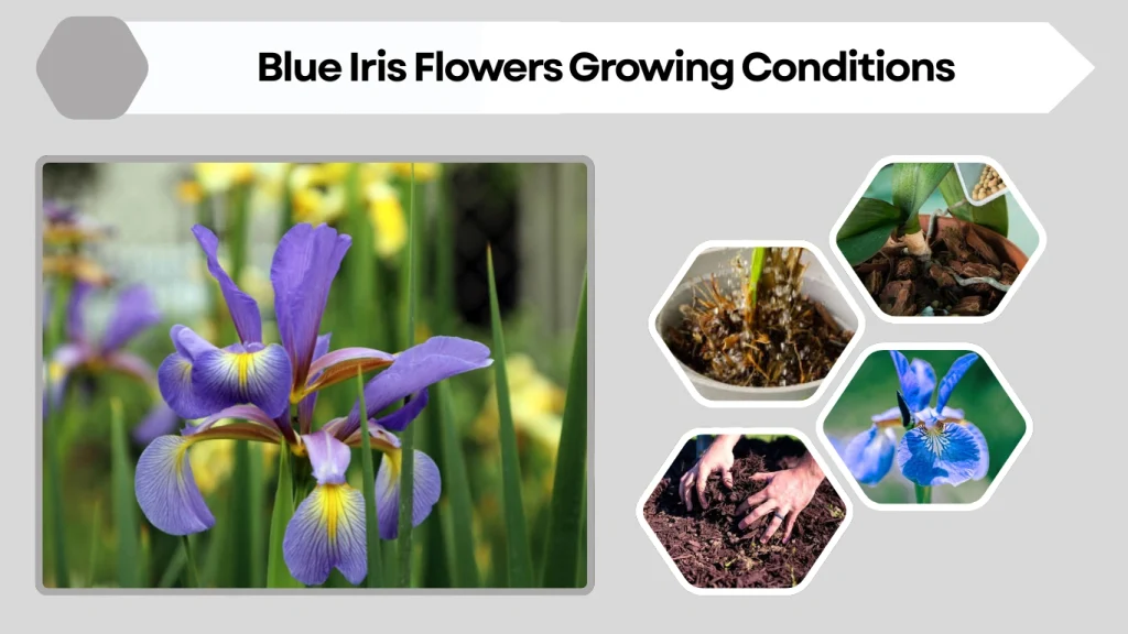 Blue Iris Flowers: Types, Care, and Growing Guide