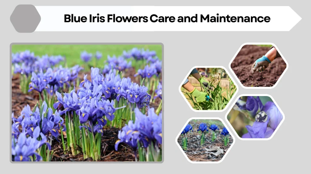 Blue Iris Flowers: Types, Care, and Growing Guide