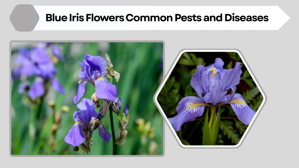 Blue Iris Flowers: Types, Care, and Growing Guide