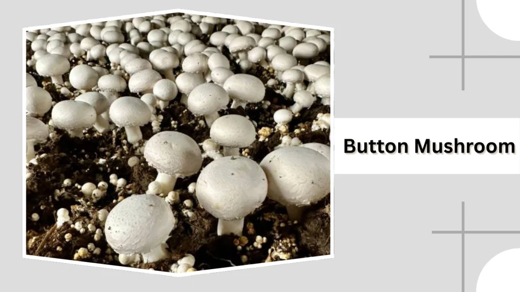 35 Types of Mushrooms: Species Identification with Pictures