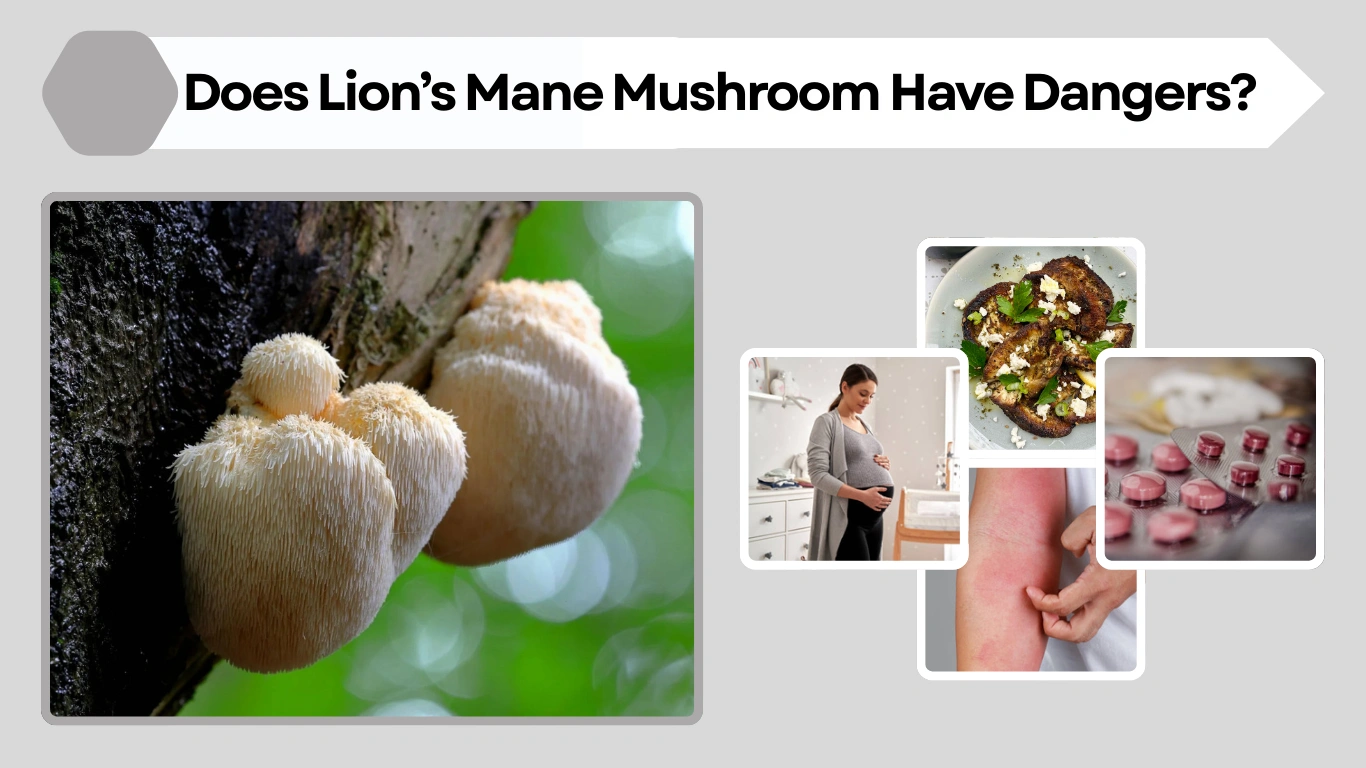Does Lion’s Mane Mushroom Have Dangers? Risks, Side Effects, and Safety ...