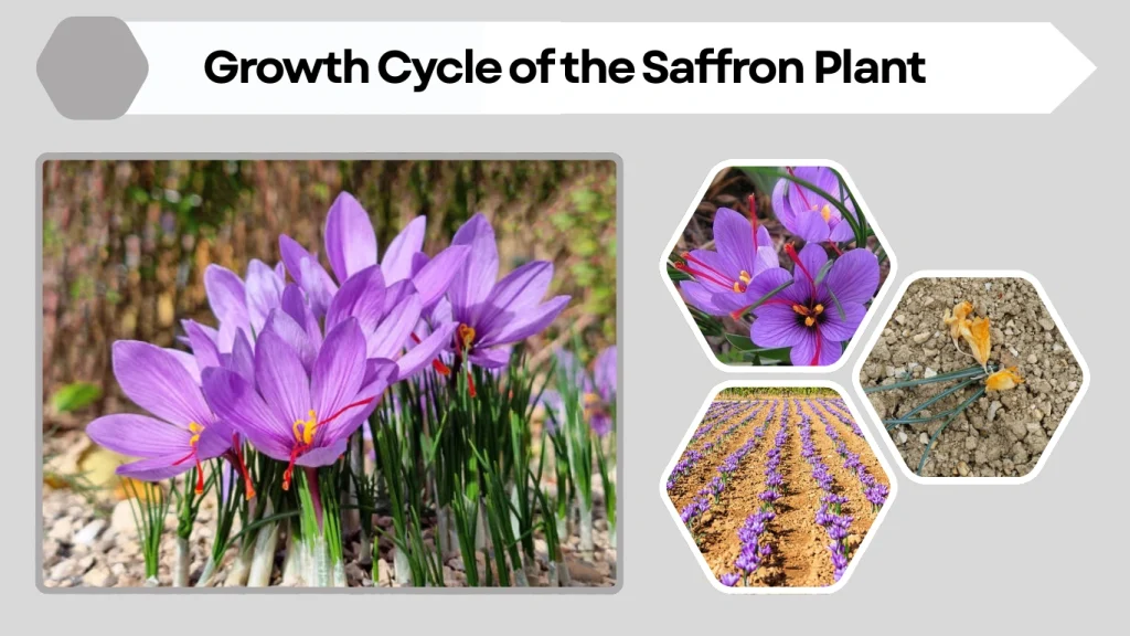 Saffron Plant: Identification, Growth Cycle, and Uses