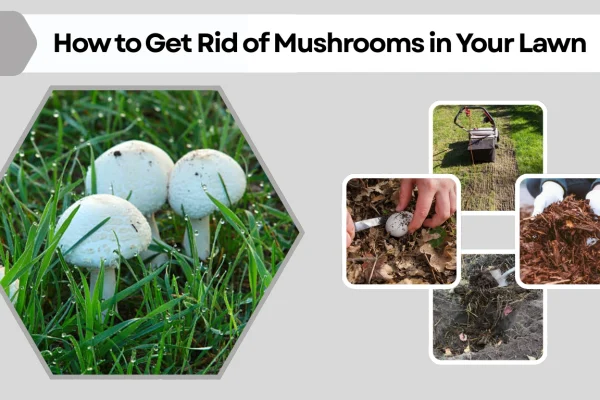 Mushrooms - Love this Neture