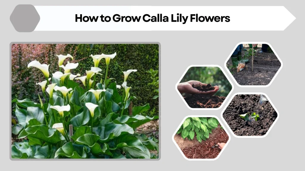 Calla Lily Flower: Meaning, Types, Colors, and Care Guide