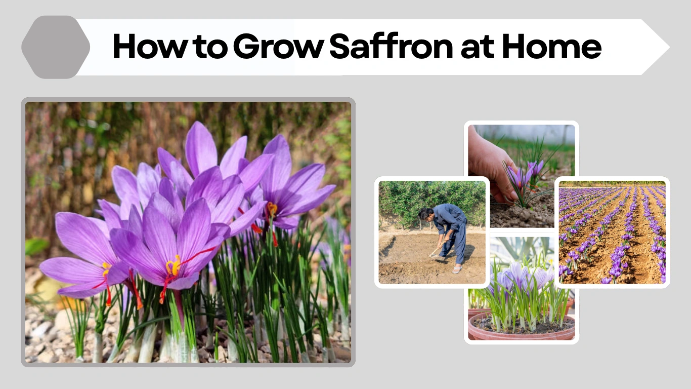 How to Grow Saffron at Home: Easy Step-by-Step Guide