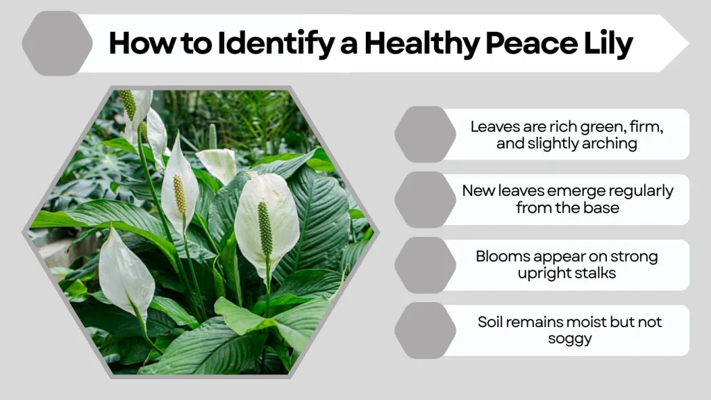 Peace Lily Plant Care Guide (Indoor & Outdoor Growing)