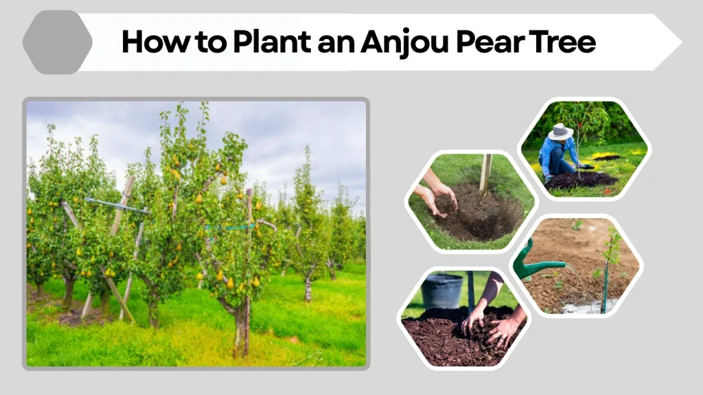 Anjou Pear: How to Grow, Care, Season, Color & Identification