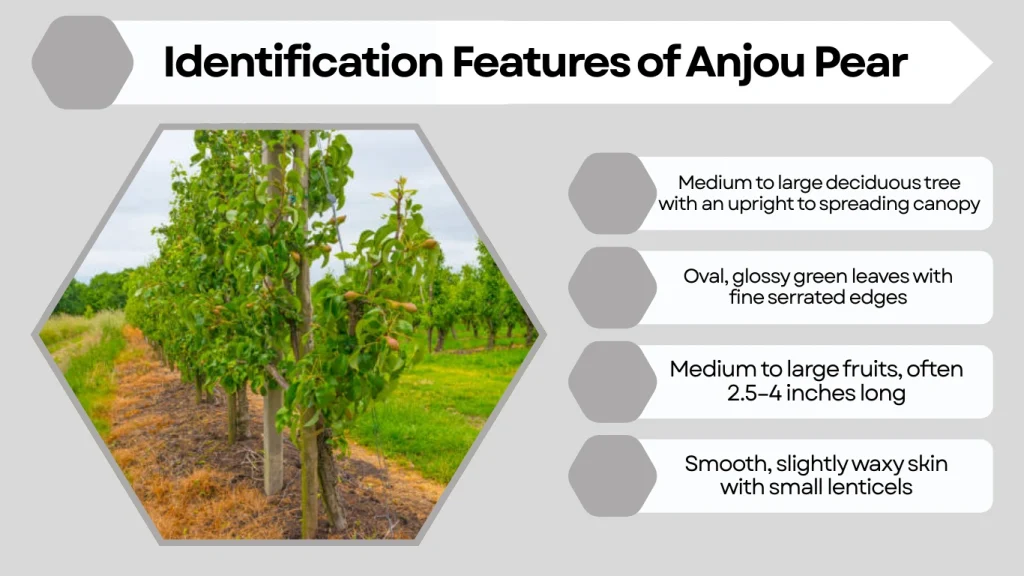 Anjou Pear: How to Grow, Care, Season, Color & Identification
