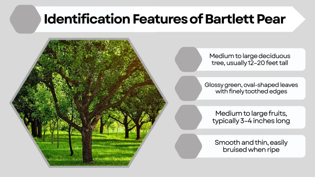 Bartlett Pear Tree: How to Grow, Care, Season & Identification