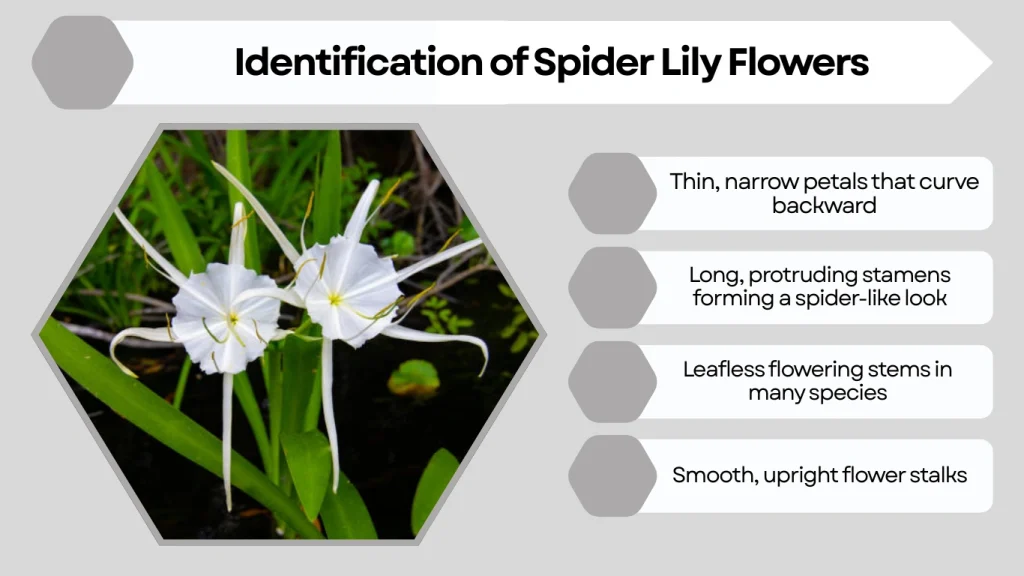 Spider Lily Flower Guide: Colors, Meaning, Types, and Symbolism