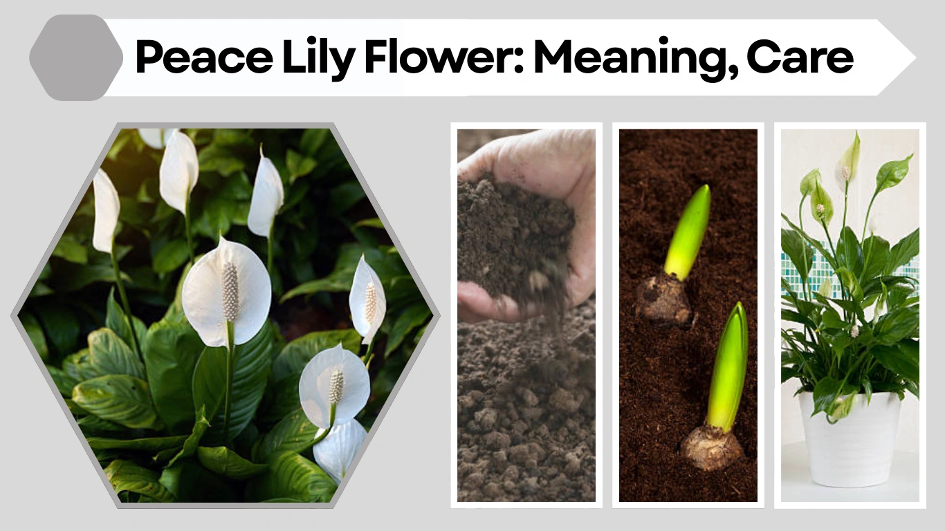 Peace Lily Flower: Meaning, Care, Benefits, and Growing Guide