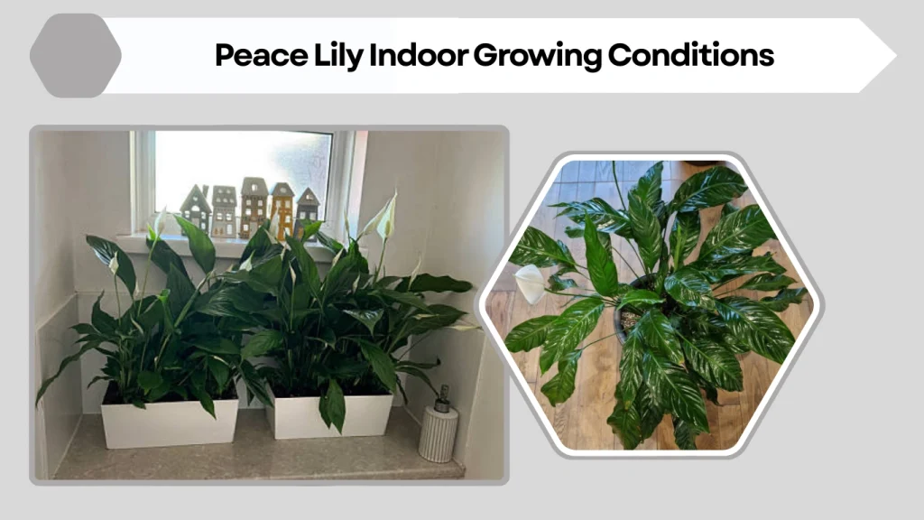Peace Lily Plant Care Guide (Indoor & Outdoor Growing)