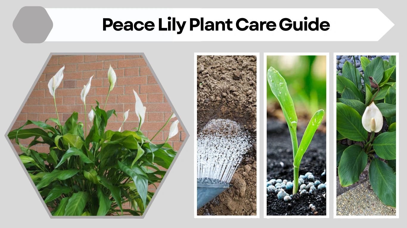 Peace Lily Plant Care Guide (Indoor & Outdoor Growing)
