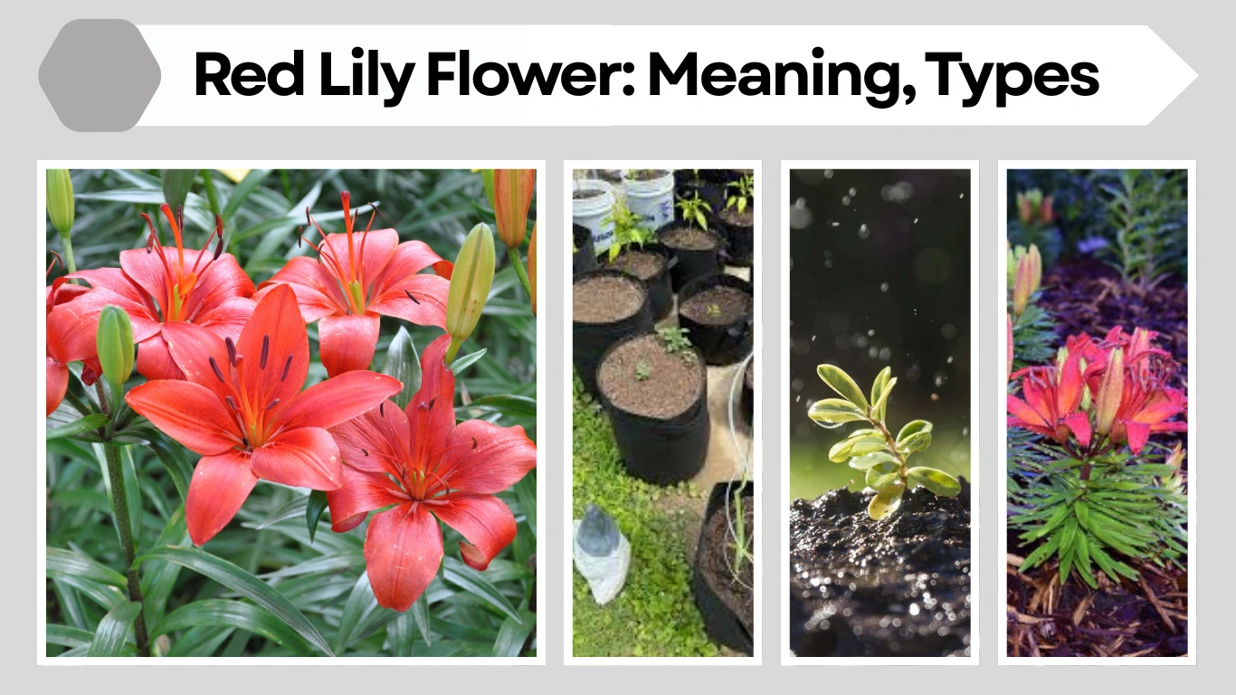 Red Lily Flower: Meaning, Types, Care, and Growing Guide