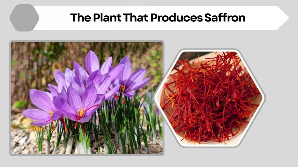 Where Does Saffron Come From? Origins and Sources Explained