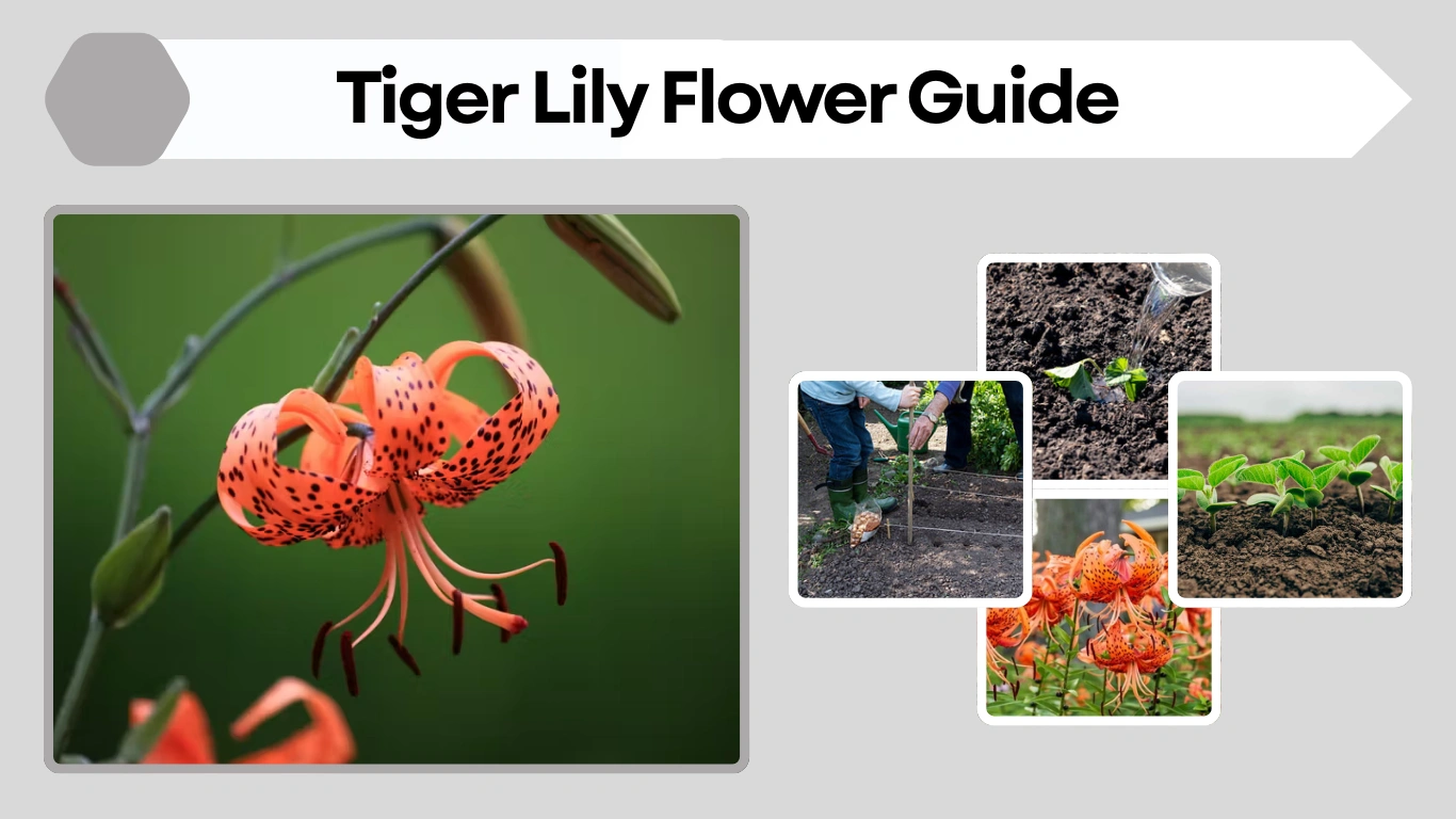 Tiger Lily Flower Guide: Types, Colors, Meaning, and Uses