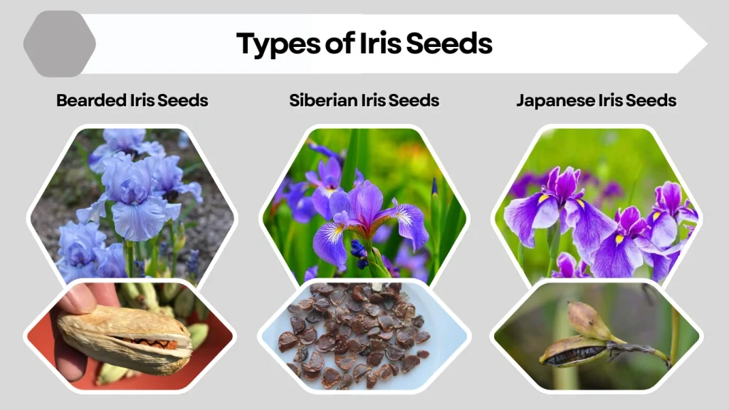 Iris Flower Seeds: Selection, Planting, and Care