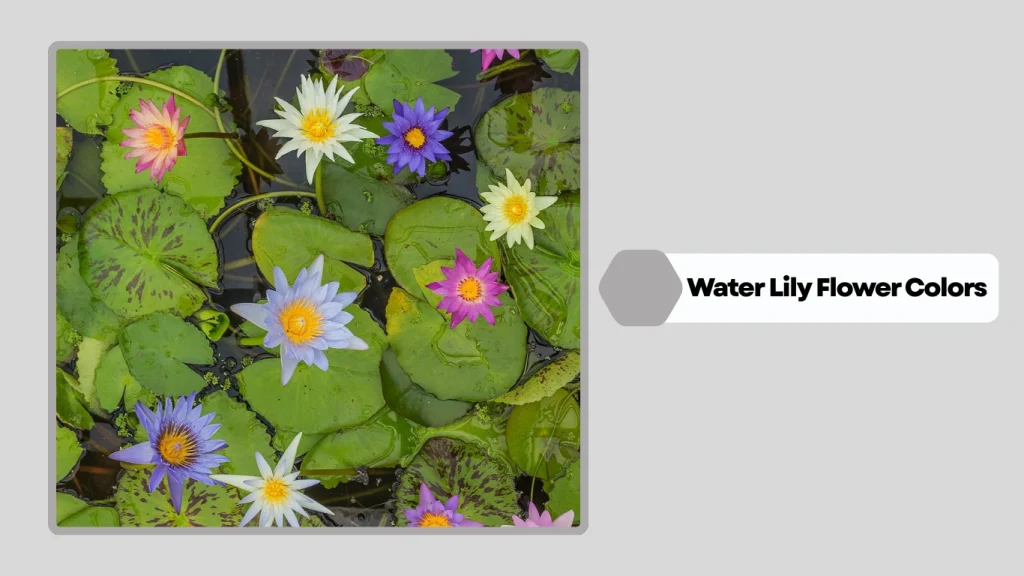 Water Lily Flower Guide: Types, Meaning, Colors, and Growing Tips