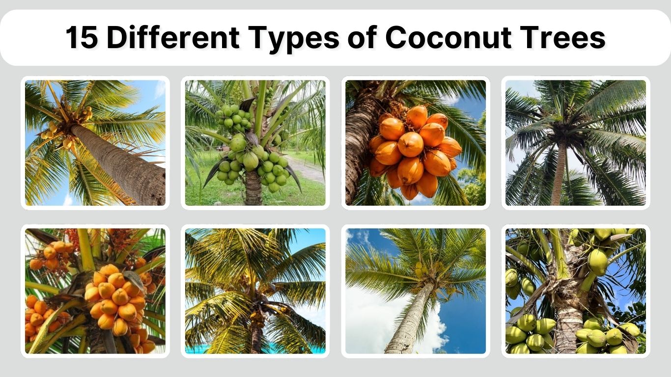 15 Different Types of Coconut Trees: Identification with Pictures
